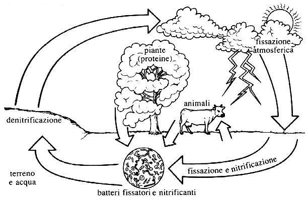 Biosfera e Cicli degli Elementi - Appunti Online